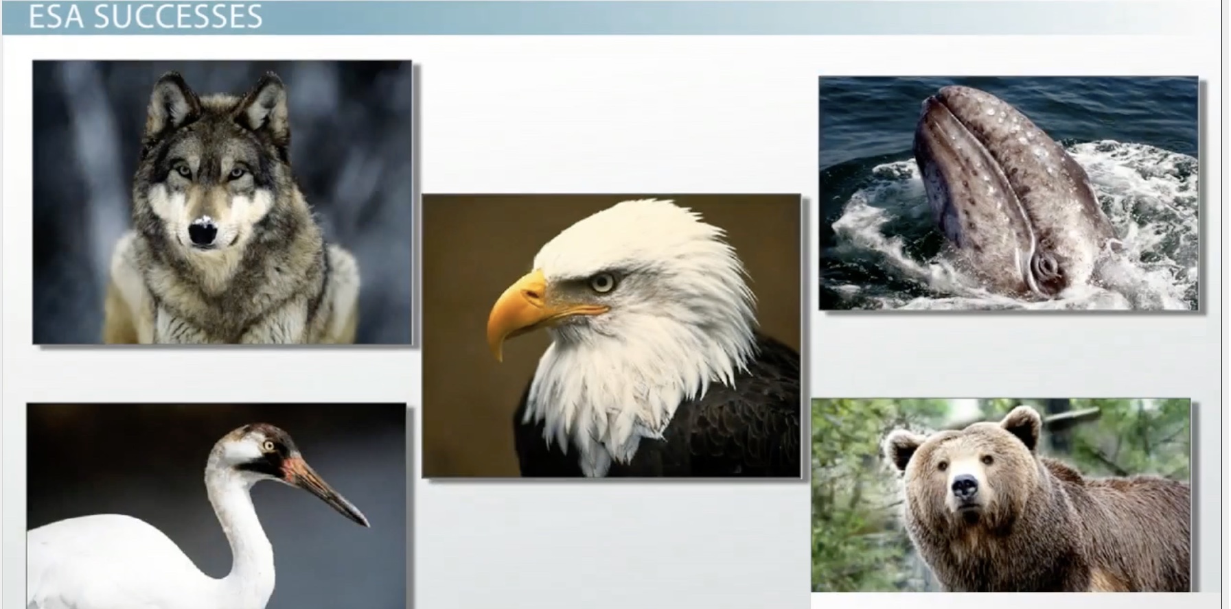 Endangered Species Act - Helping Ninjas™